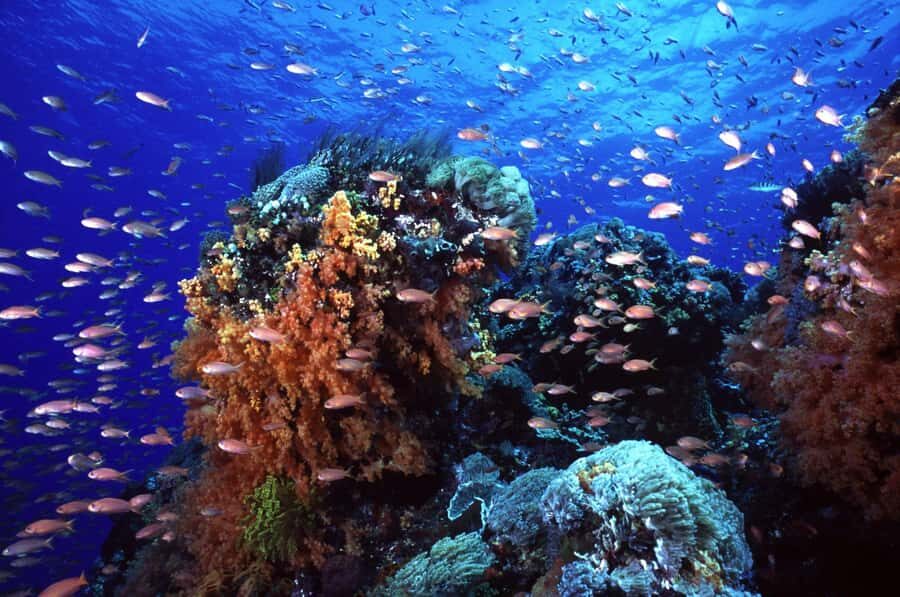 BALI: PADANG BAI DIVE TRIP WITH HOTEL TRANSFERS & LUNCH - Who Should Consider This Tour?