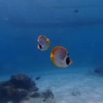 Bali: Padangbai Blue Lagoon Scuba Diving Private Tour - What’s Included and What You Need to Know