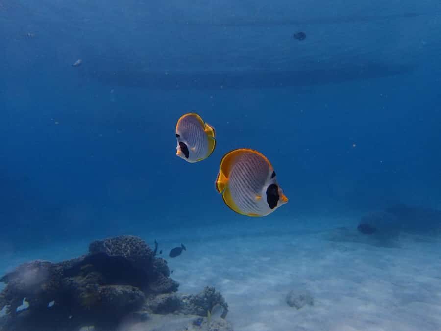 Bali: Padangbai Blue Lagoon Scuba Diving Private Tour - What’s Included and What You Need to Know