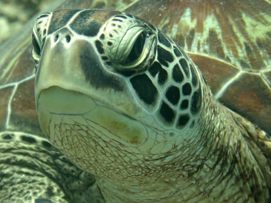 Bali: Padangbai PADI Discover Scuba Diving with 2 Dives - Why This Tour Is Worth Considering