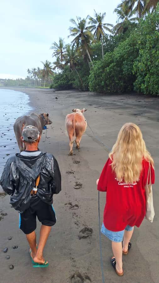 Bali: Pink Buffalo Adventure with Culinary Experience - A Detailed Breakdown of the Itinerary