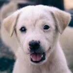 Bali: Private Puppy Therapy Experience at Your Villa - Detailed Breakdown of the Experience