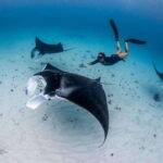 Bali: Private Snorkeling at Manta Point Nusa Penida - Who Is This Tour Best For?