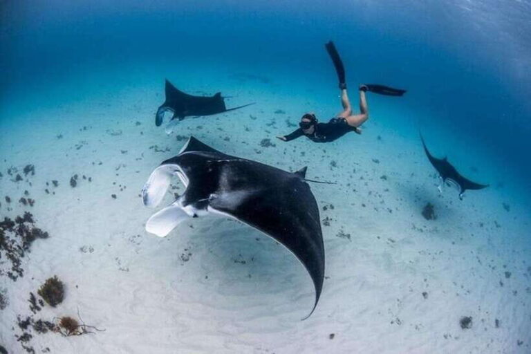 Bali: Private Snorkeling at Manta Point Nusa Penida - Who Is This Tour Best For?