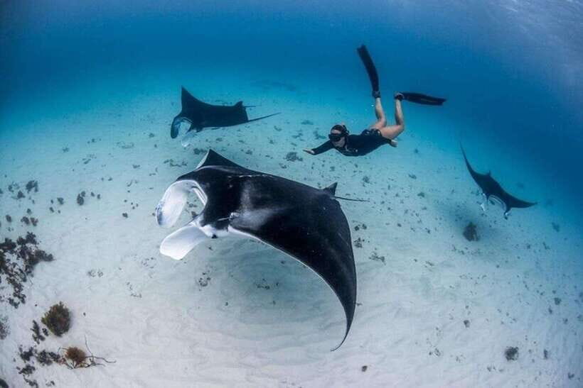 Bali: Private Snorkeling at Manta Point Nusa Penida - Who Is This Tour Best For?