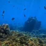 Bali: Private Snorkeling Trip to Blue Lagoon & Tanjung Jepun - What Makes This Tour Special