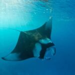 Bali: Private Yacht Snorkel at Manta Point & 2 Spots Penida - The Experience in Detail