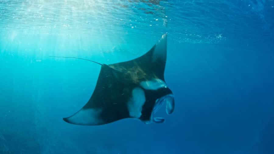 Bali: Private Yacht Snorkel at Manta Point & 2 Spots Penida - The Experience in Detail