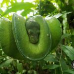 Bali Reptile Park 1-Day Admission Ticket - Insights from Visitors