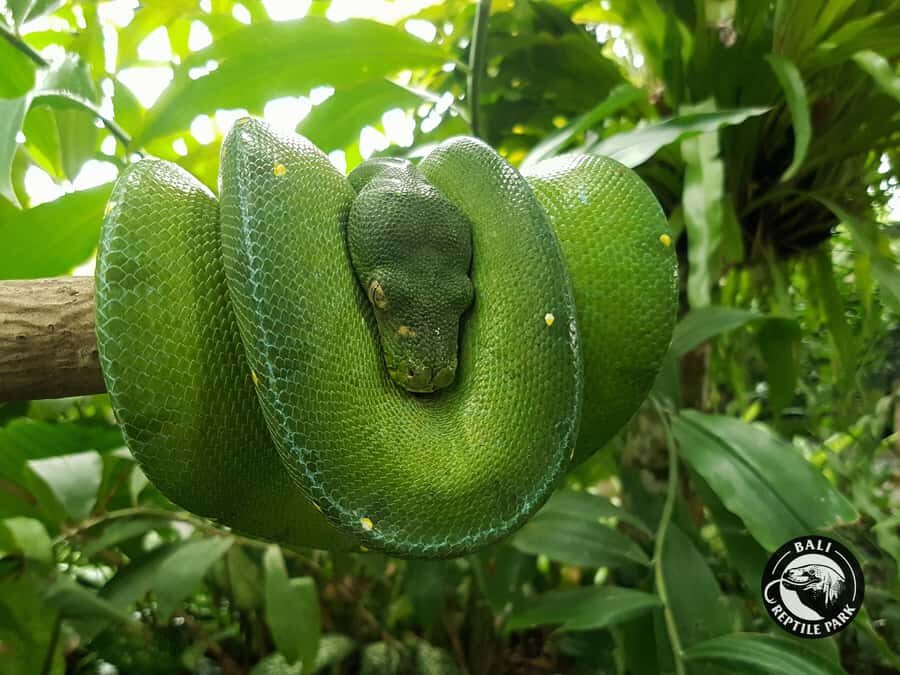 Bali Reptile Park 1-Day Admission Ticket - Insights from Visitors