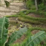 Bali: Sacred Water Temple Ritual and Balinese Healing Spa - The Journey Begins: Pickup and Introduction