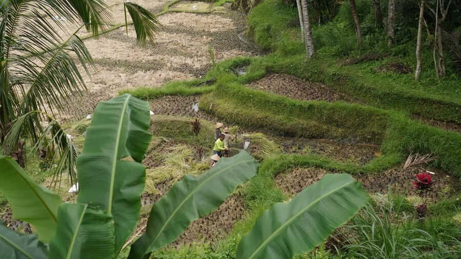 Bali: Sacred Water Temple Ritual and Balinese Healing Spa - The Journey Begins: Pickup and Introduction