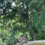 Bali: Sangeh Monkey Forest, Waterfall, & Temple Tour - Practicalities and Tips for Making the Most of Your Day