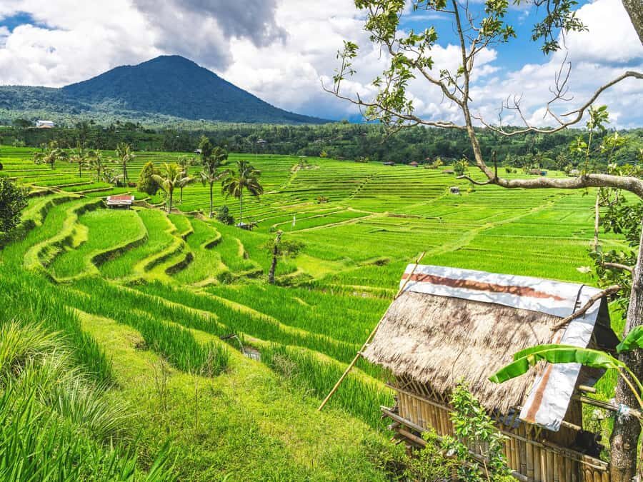 Bali: Sangeh, Taman Mumbul & Jatiluwih Private Day Tour - Why This Tour Offers Great Value