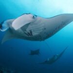 Bali Sanur: Snorkeling day trip to Nusa Penida 3 sites - Authentic Feedback from Participants