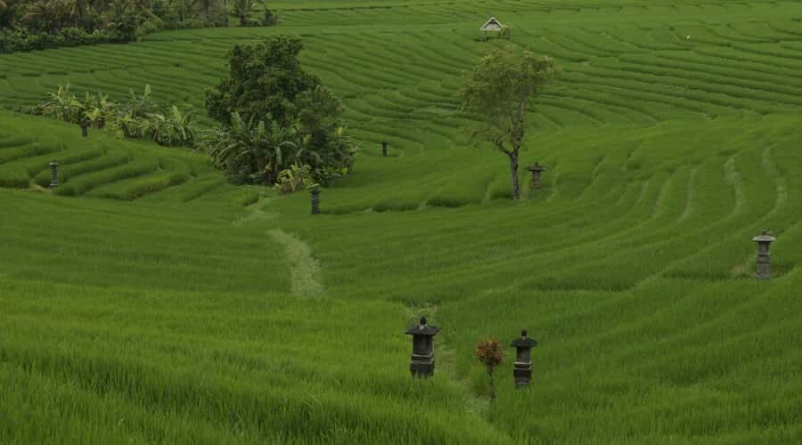 Bali: Secret and Untouristic Tour North West Bali. - What to Expect: Practical Details and Tips