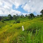 Bali: Sidemen Rice Field Trek and Local Lunch - Visiting a Local Family Compound