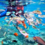 Bali: Snorkeling at Blue Lagoon and Tanjung Jepun with Lunch - Who Will Love This Tour