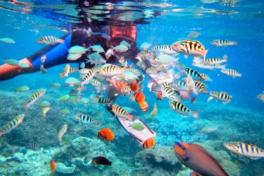 Bali: Snorkeling at Blue Lagoon and Tanjung Jepun with Lunch - Who Will Love This Tour