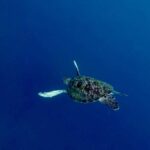 Bali: Snorkeling Blue Lagoon 2 Spot & Lunch optional Village - Why This Tour Works for Travelers