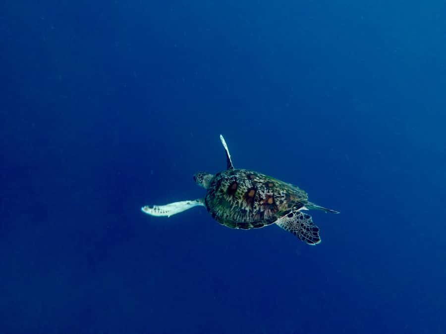 Bali: Snorkeling Blue Lagoon 2 Spot & Lunch optional Village - Why This Tour Works for Travelers