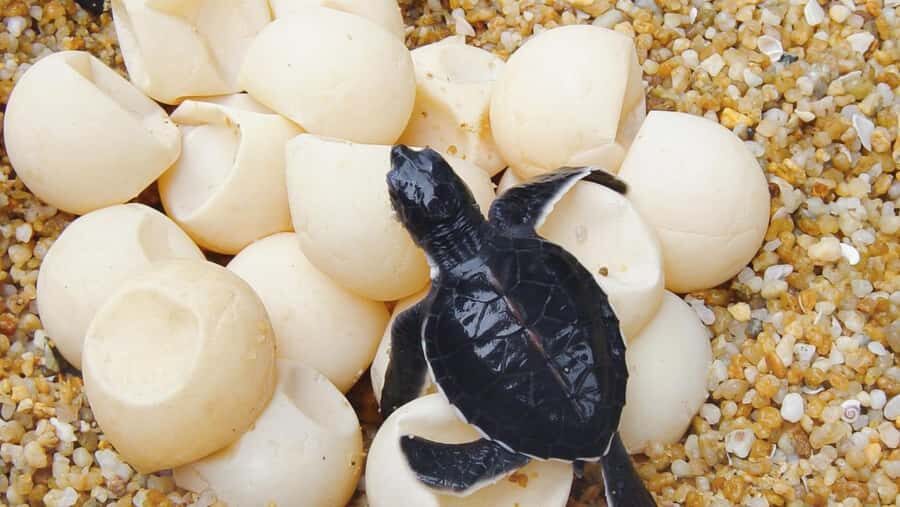 Bali: South Bali Tour with Turtle Conservation & GWK Park - The Journey from Start to Finish