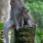 Bali: Sunrise Kintamani Jeep Tour with Monkey Forest - The Itinerary Breakdown