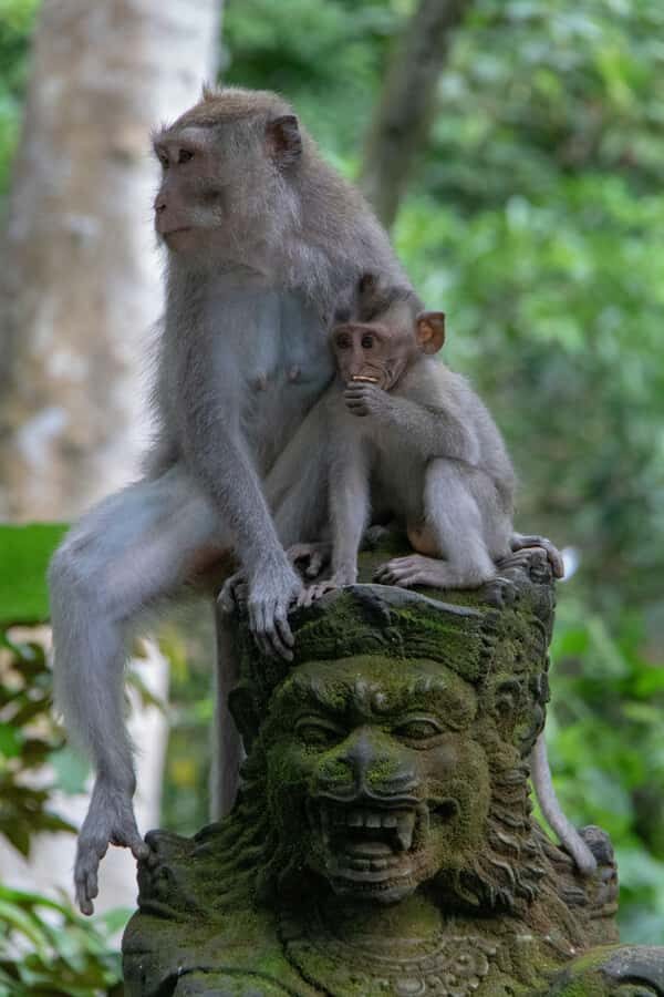 Bali: Sunrise Kintamani Jeep Tour with Monkey Forest - The Itinerary Breakdown