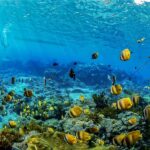 Bali: Swim with Manta Rays in Penida, Optional Lunch & Kayak - Who Should Consider This Tour?