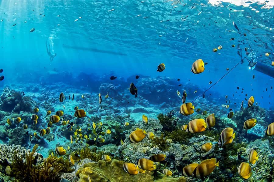 Bali: Swim with Manta Rays in Penida, Optional Lunch & Kayak - Who Should Consider This Tour?