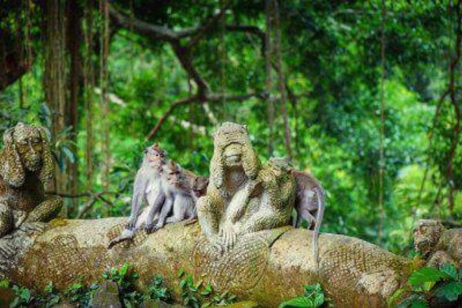 Bali: Swing And Ubud Tour - Practical Details & What To Expect