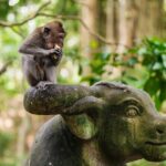 Bali: Swing Heaven, Monkey Forest and Waterfall Guided Tour - The Jungle Swing Experience
