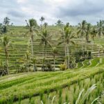 Bali: Tanah Lot UNESCO World Heritage Sites Full-Day Tour - Who Should Consider This Tour?