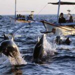 Bali Tour: Ethical Dolphin Swim Experience in Lovina - Why This Experience Is Rewarding