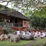Bali: Traditional Villages, Salt Farm & Tirta Gangga Tour - Why This Tour Delivers Great Value