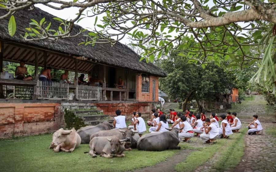 Bali: Traditional Villages, Salt Farm & Tirta Gangga Tour - Why This Tour Delivers Great Value