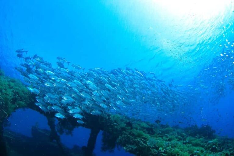 Bali: Tulamben USAT Liberty Wreck Scuba Diving Private Tour - Who Will Love This Tour?