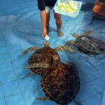 Bali: Turtle Conservation Visit & Island Land Tour - The Return Journey and Overall Value