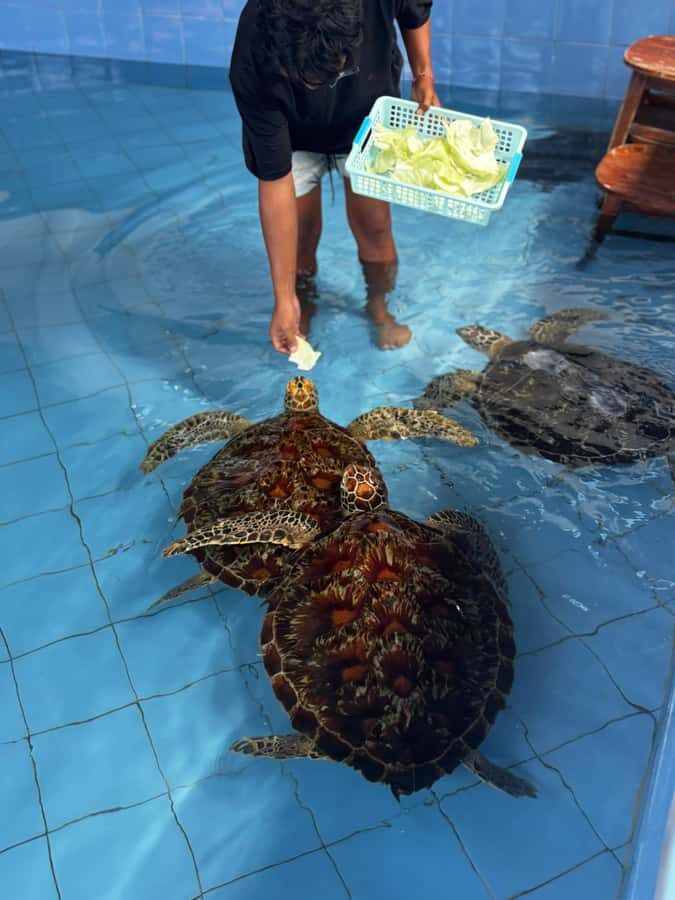 Bali: Turtle Conservation Visit & Island Land Tour - The Return Journey and Overall Value