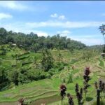 Bali: Ubud Full-Day Cultural and Nature Tour - Practicalities and Tips