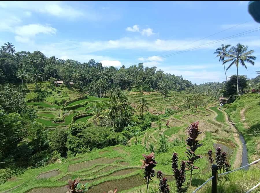 Bali: Ubud Full-Day Cultural and Nature Tour - Practicalities and Tips