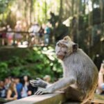 Bali: Ubud Rice Terraces, Monkey Forest & Waterfall Tour - Travel Logistics and Experience