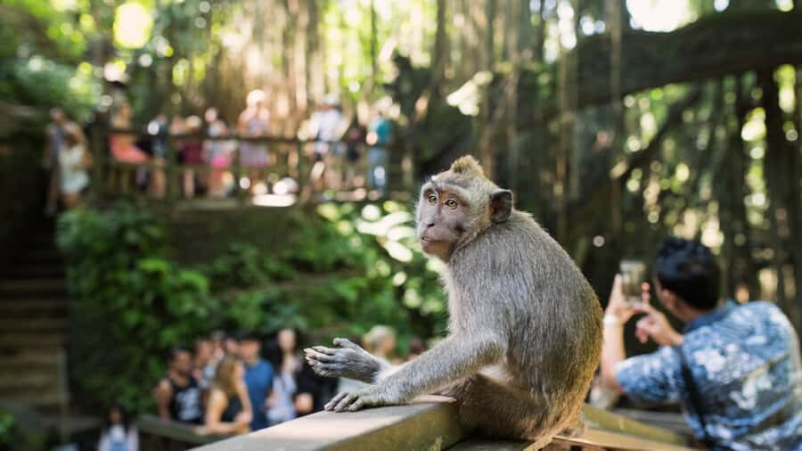 Bali: Ubud Rice Terraces, Monkey Forest & Waterfall Tour - Travel Logistics and Experience