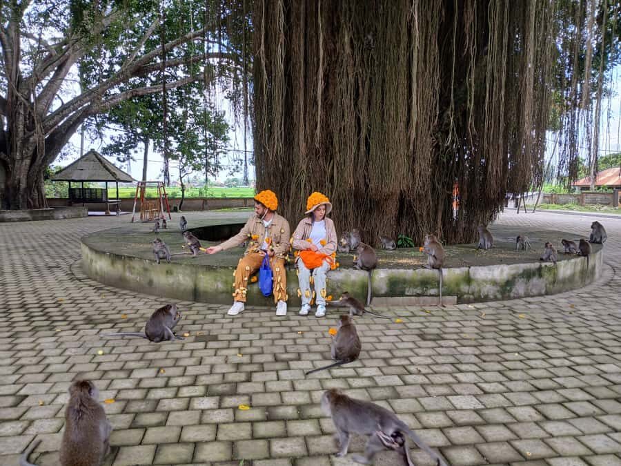 Bali: UNIQUE ACTIVITY OF FEEDING MONKEYS - Final Thoughts: Who Should Consider This Tour?
