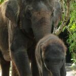 Bali Zoo: Behind Closed Doors Afternoon Safari Guided Tour - Who Will Love This Tour?
