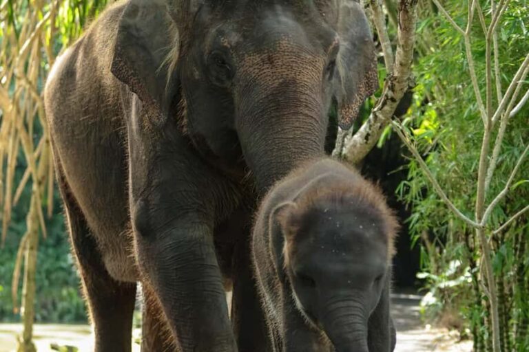 Bali Zoo: Behind Closed Doors Afternoon Safari Guided Tour - Who Will Love This Tour?