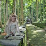 Balinese Cooking Class and Jatiluwih Rice Terrace Walking Tour - A Day in Bali’s Heart: What to Expect