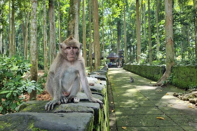 Balinese Cooking Class and Jatiluwih Rice Terrace Walking Tour - A Day in Bali’s Heart: What to Expect