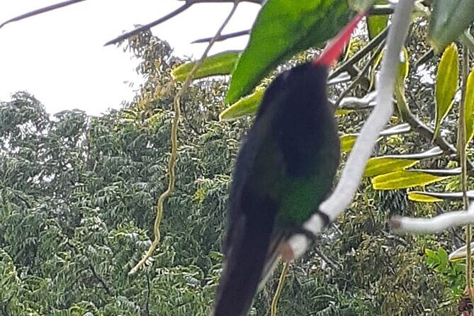 Bamboo Rafting/Foot Massage And Bird Sanctuary Private Tour - The Itinerary: More Than Just a Drive