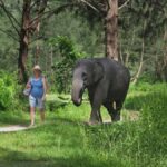 Bamboo Rafting, Waterfall, lunch, Elephant, and Turtle Tour - Practical Details and Value